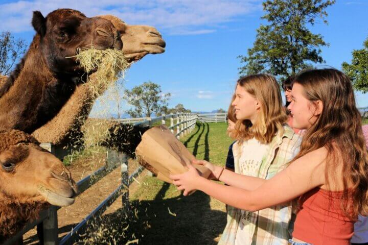 Unmissable weekend country markets within the Scenic Rim