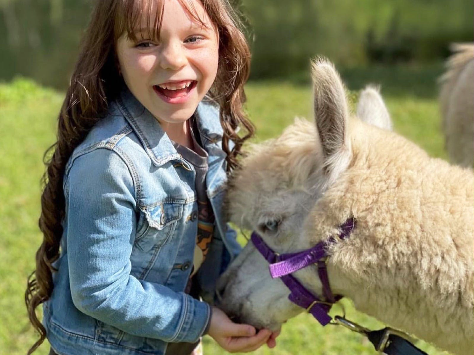 Mountview Alpaca Farm - Scenic Rim