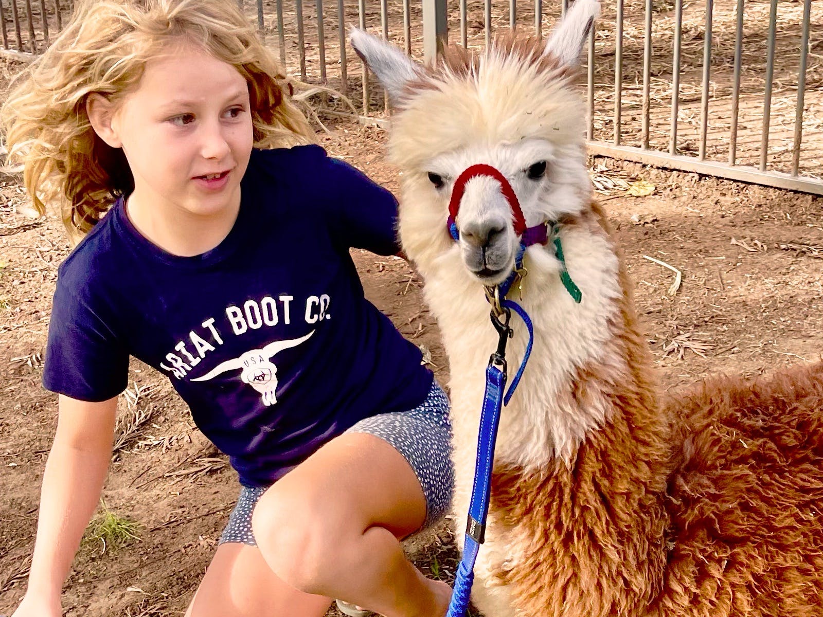 Mountview Alpaca Farm - Scenic Rim