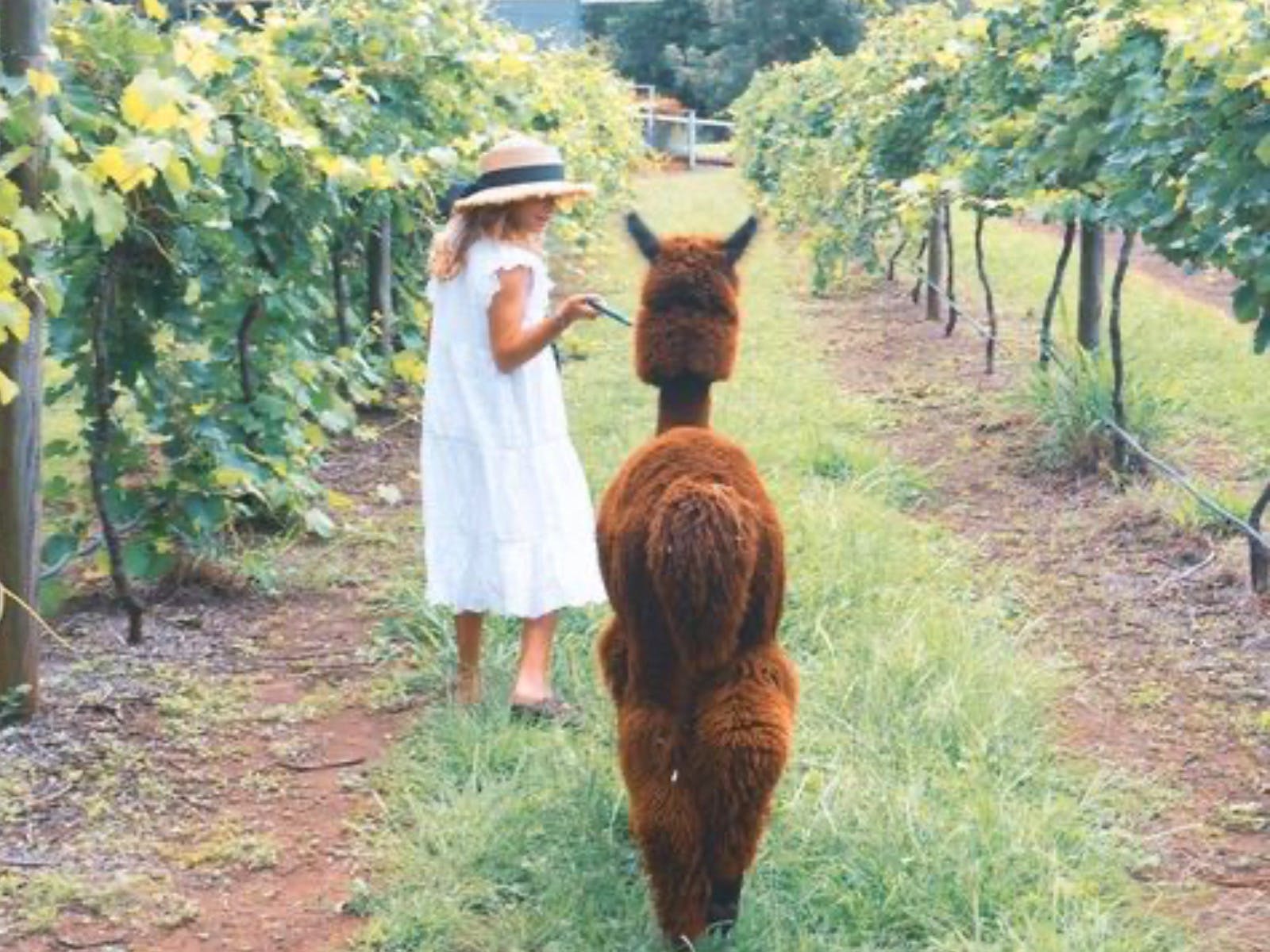 Mountview Alpaca Farm - Scenic Rim