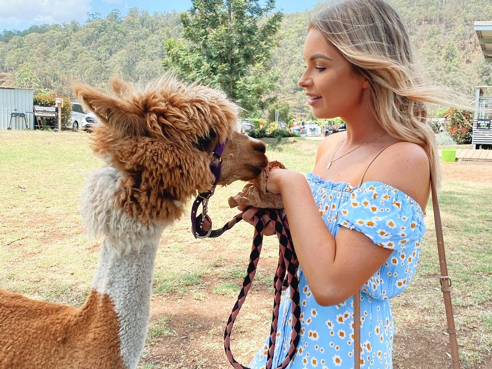 Mountview Alpaca Farm - Scenic Rim