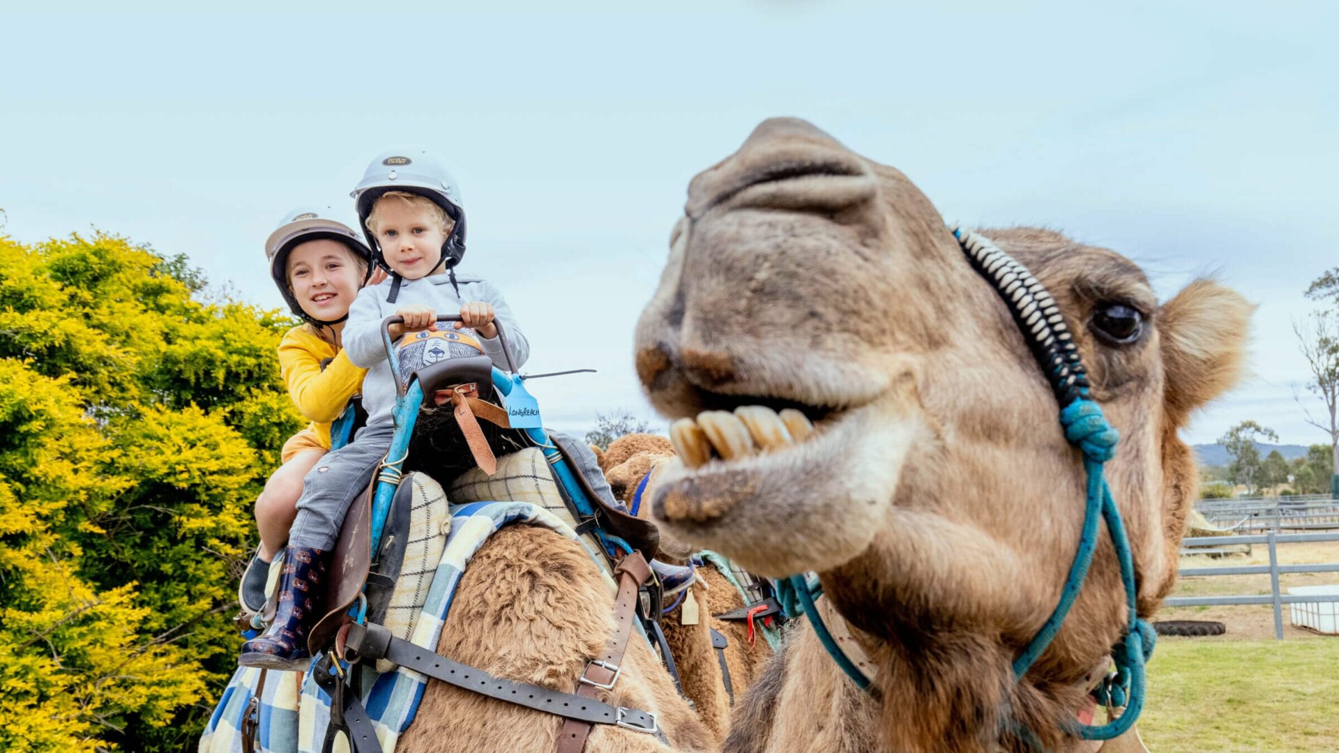 Experiences in Kalbar & Surrounds - Scenic Rim