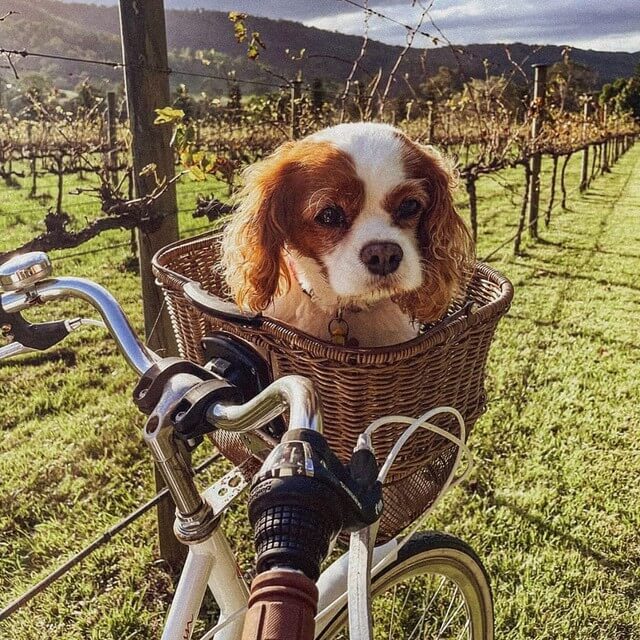 The ultimate dog-friendly guide to the Scenic Rim