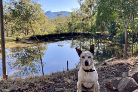 Visit Boonah for country adventure and destination dining