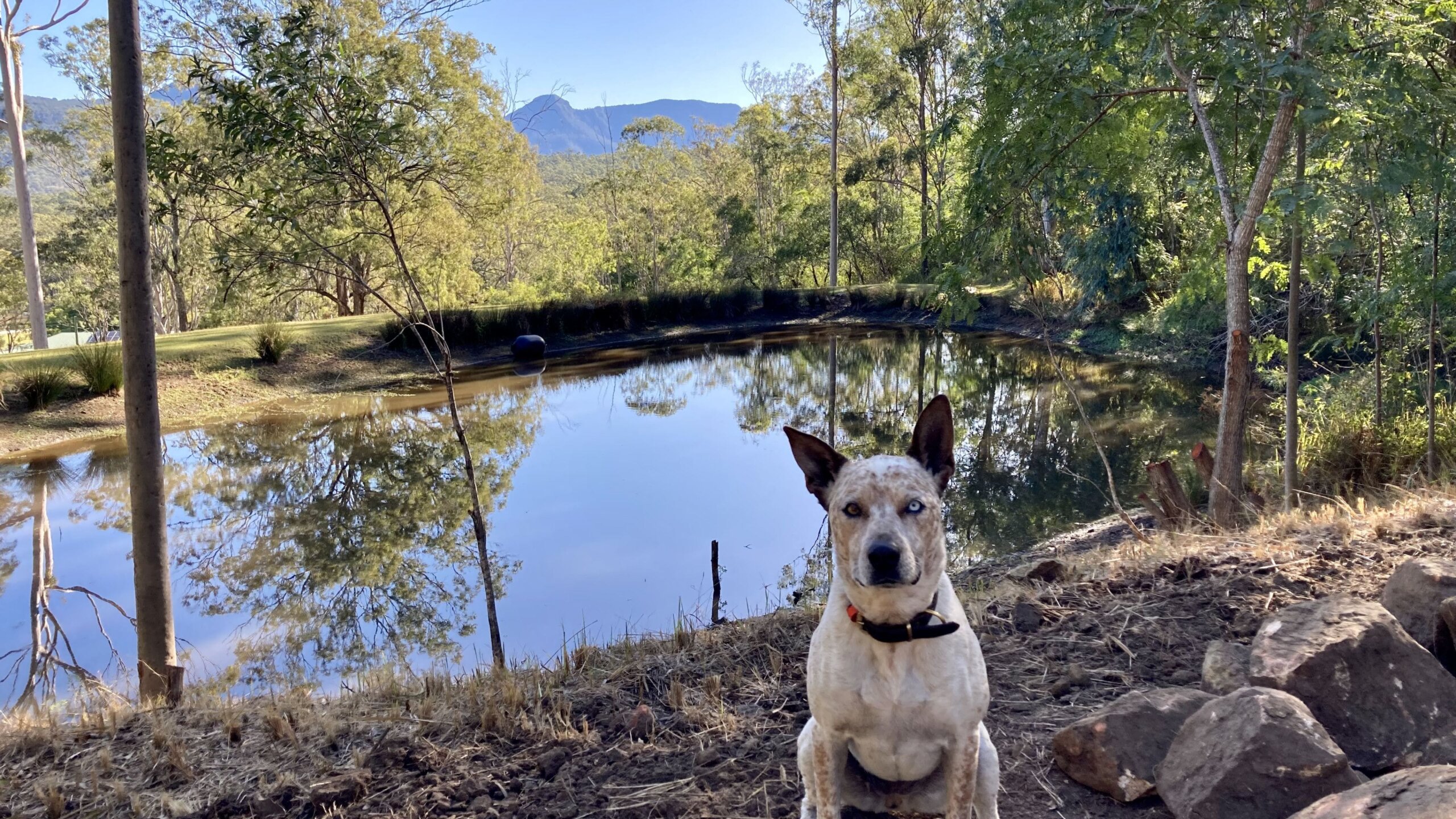 Dragonfly Dam - Moogerah - Scenic Rim