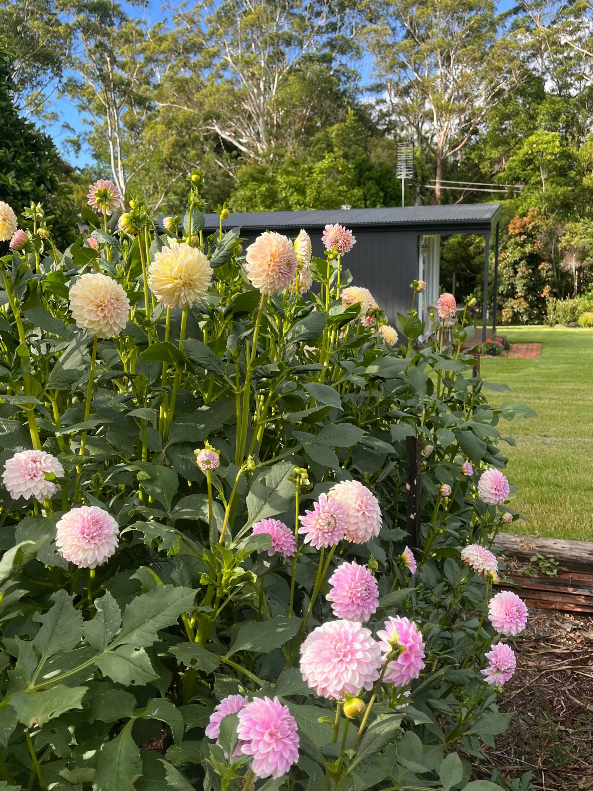 Tamborine Mountain Flower Farm - Scenic Rim